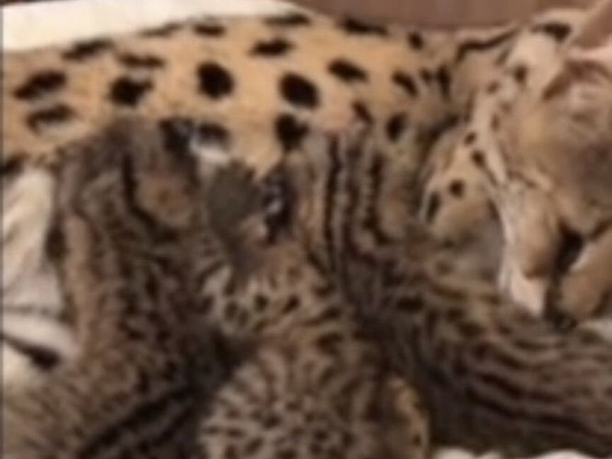 Котята саванна ф4