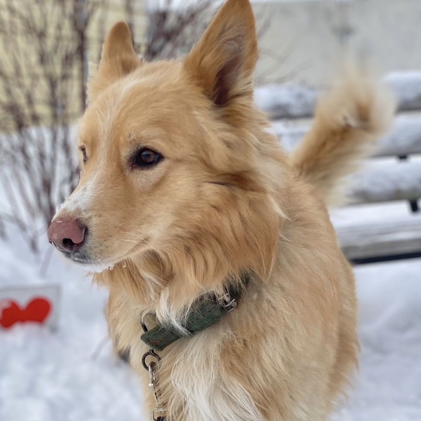 Взрослый пёс в добрые руки