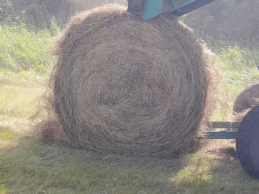 Продам сено в рулонах