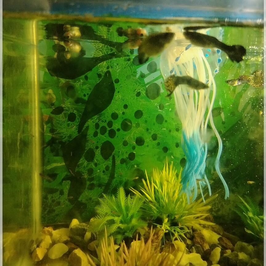 Гиппи мальки