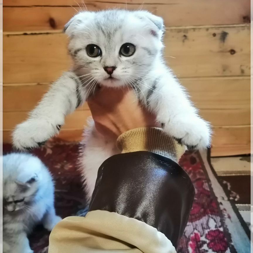 Шотландская вислоухая