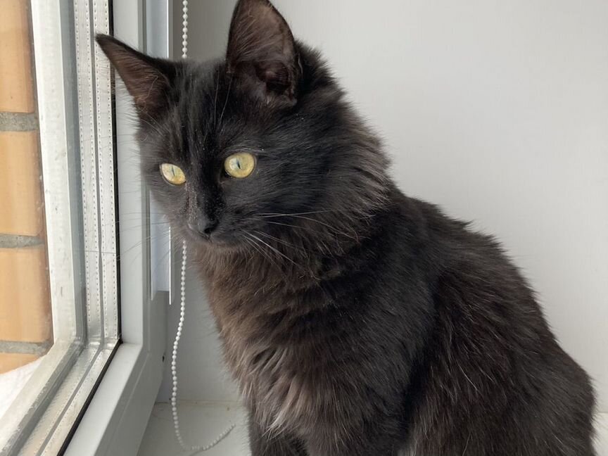 Котенок в добрые руки