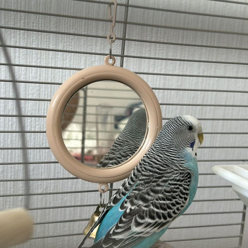 Волнистый попугай самка