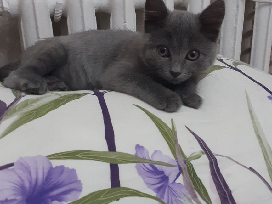 Отдам кота в добрые руки