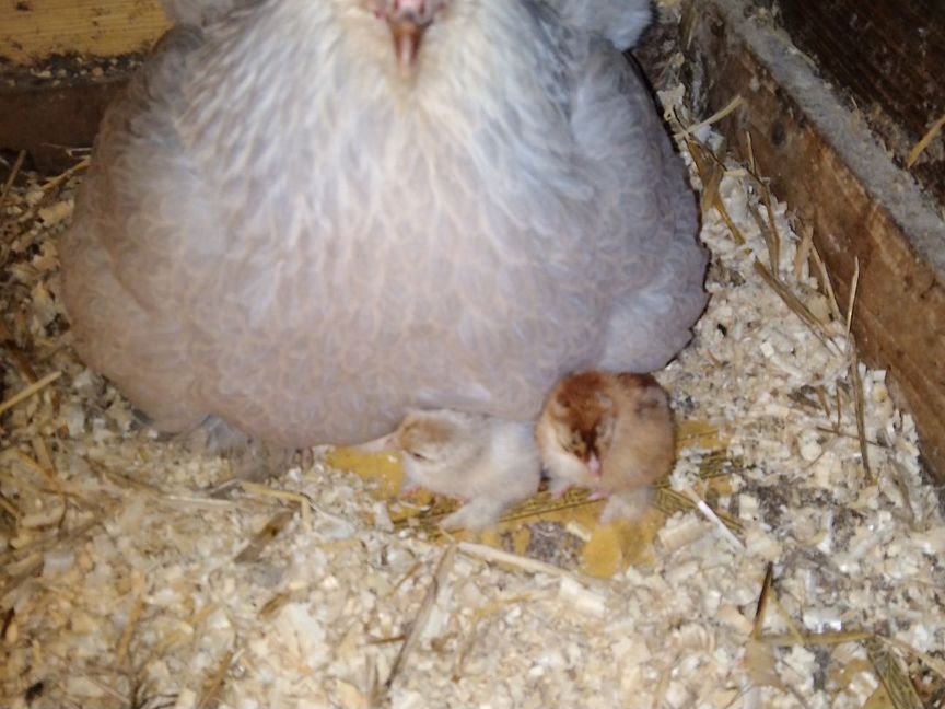 Клуша Брама с цыплятами