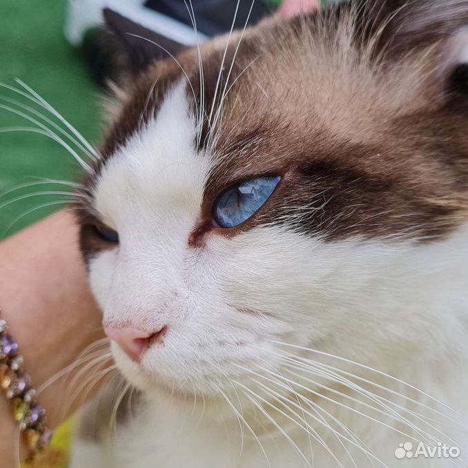 Регдолл кот