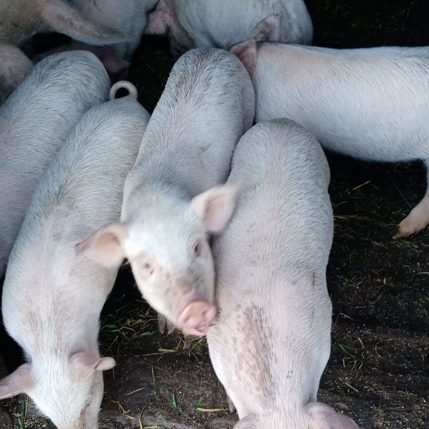 Семя дюрок ландрас