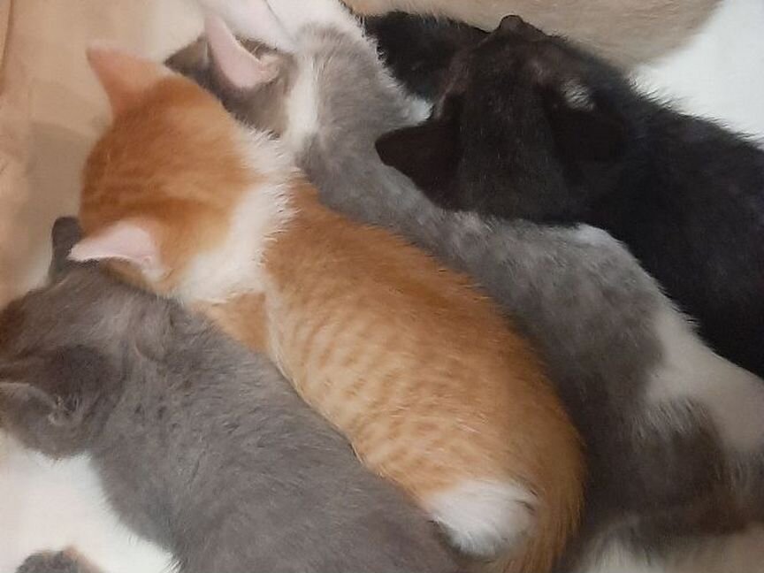 Кошки в добрые руки бесплатно