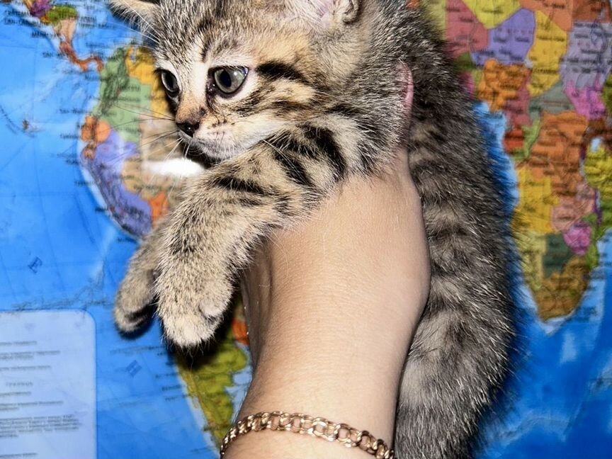 Шотладский котёнок