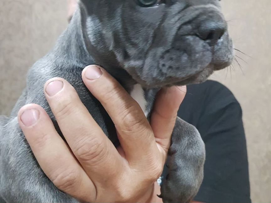 Французский бульдог щенки