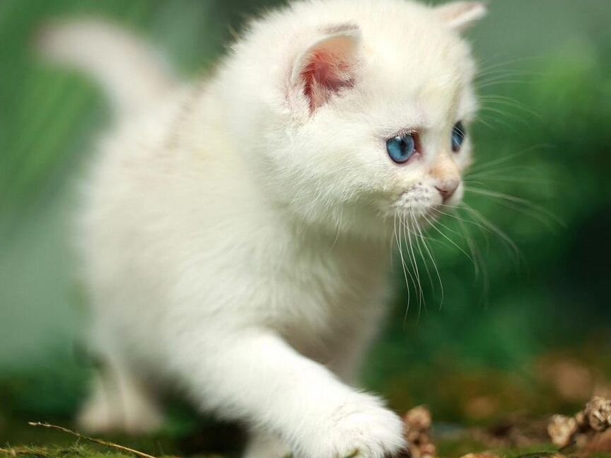 Британские котята