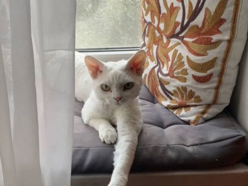 Кот породы Девон Рекс