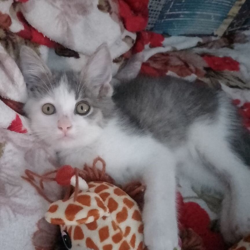 Весёлый и игривый мальчишечка- Непоседа