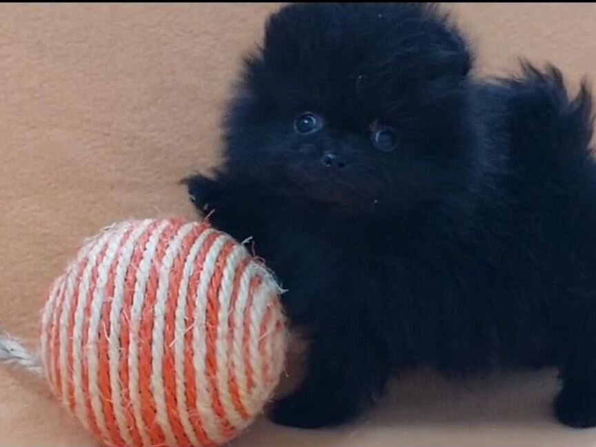 Померанский шпиц мальчик