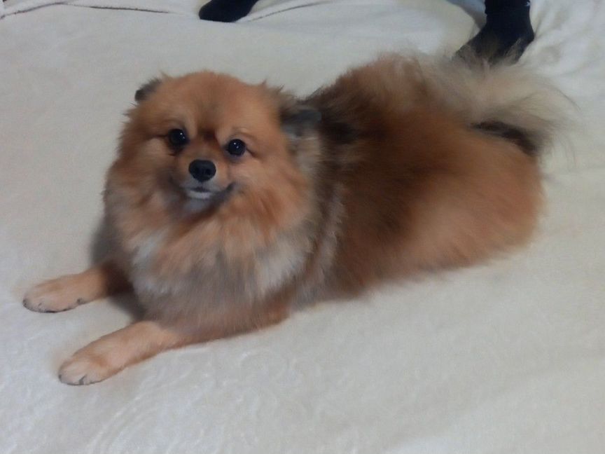 Случка/вязка