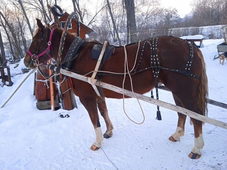 Седло скаковое