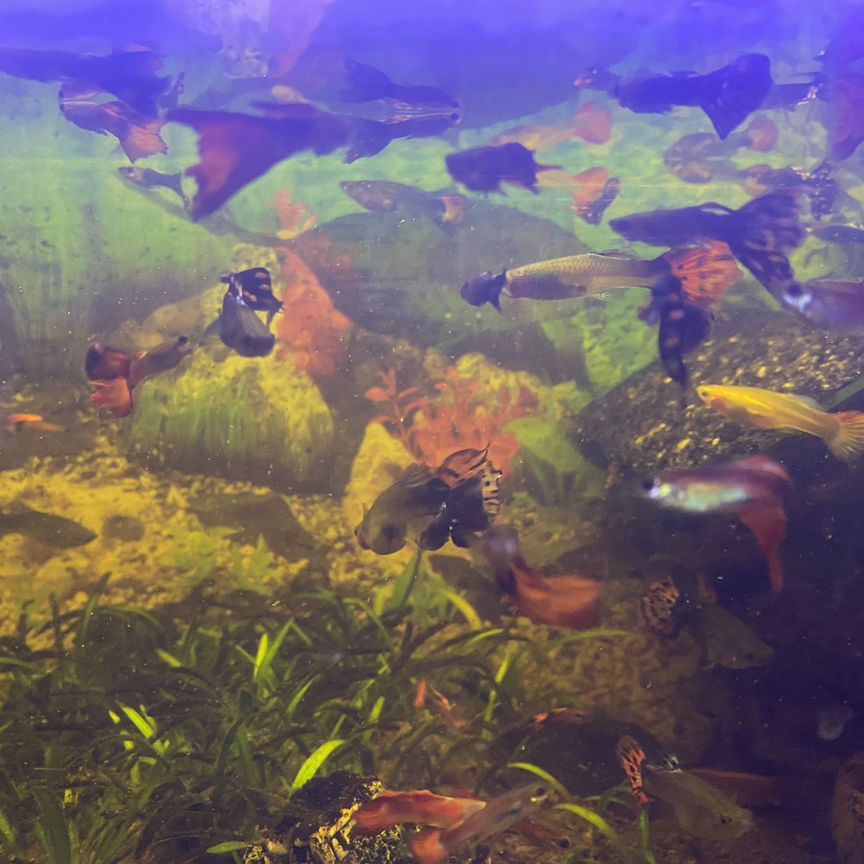 Гупики продаю