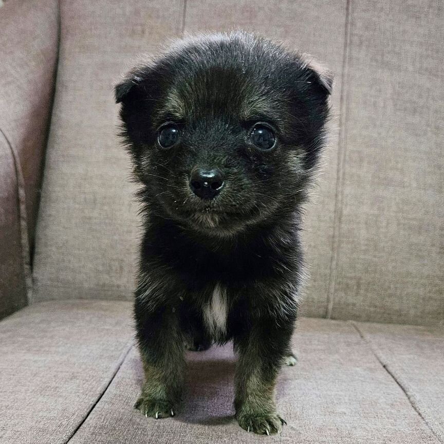 Щенок в добрые руки