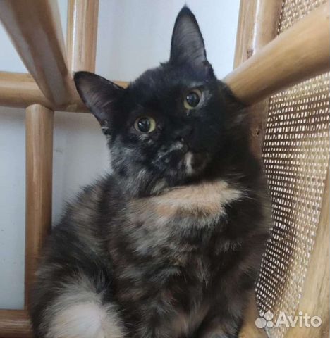 Котёнок, космическая малышка Леся ищет семью