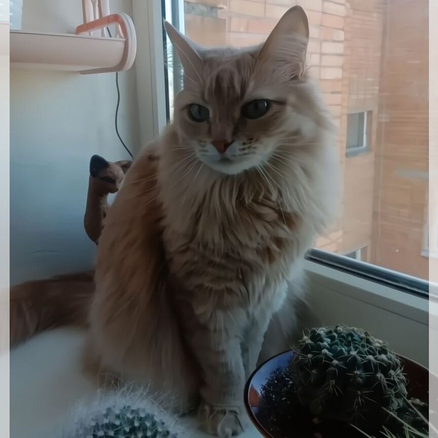 Взрослая, кошка в добрые руки