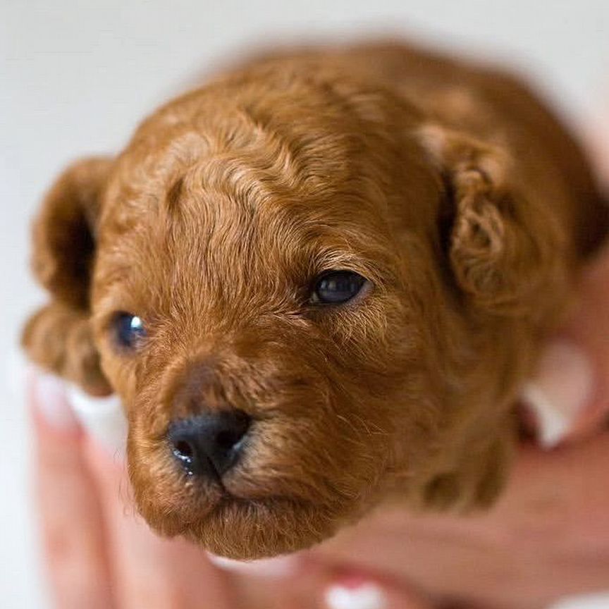 Той-пудель, щенок