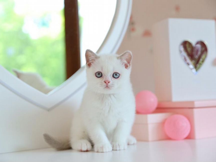 Британский зефирный мальчик Kay