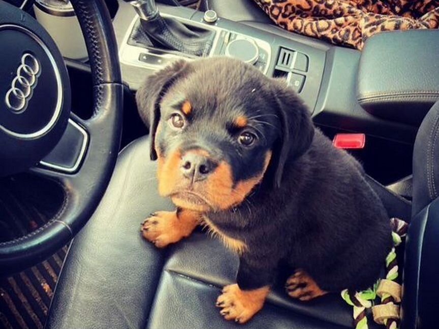 Щенки ротвейлера