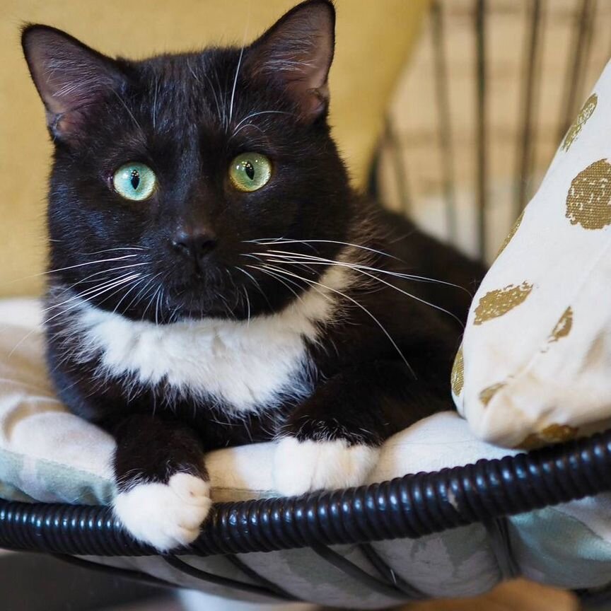 Взрослый кот в добрые руки