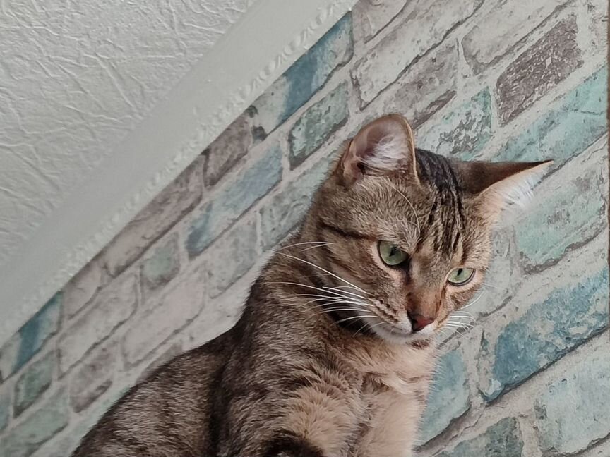 Отдам в добрые руки котика