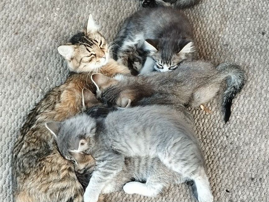 Котята в добрые руки