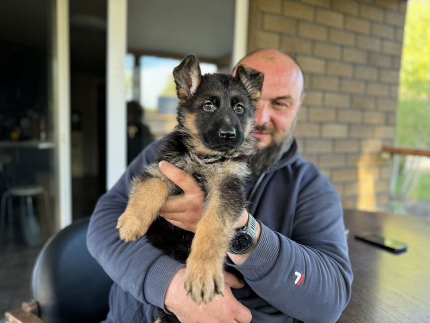 Щенок Немецкой овчарки