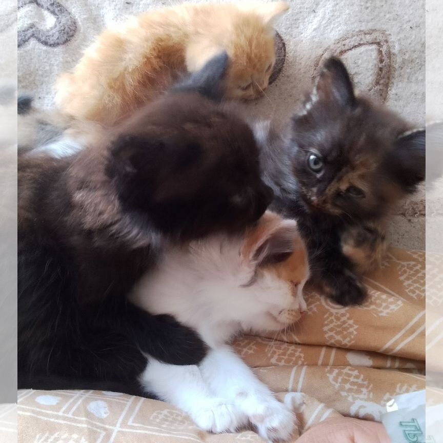 Котята отдам бесплатно