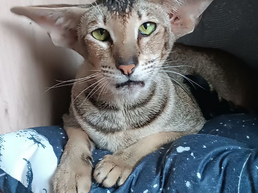 Кошка