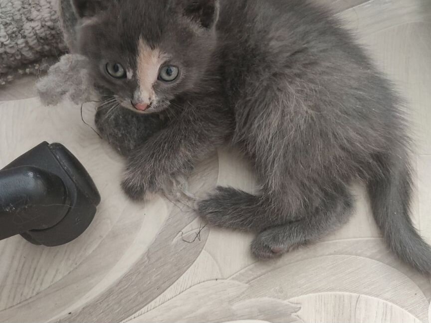 Кошечка Молли ищет дом