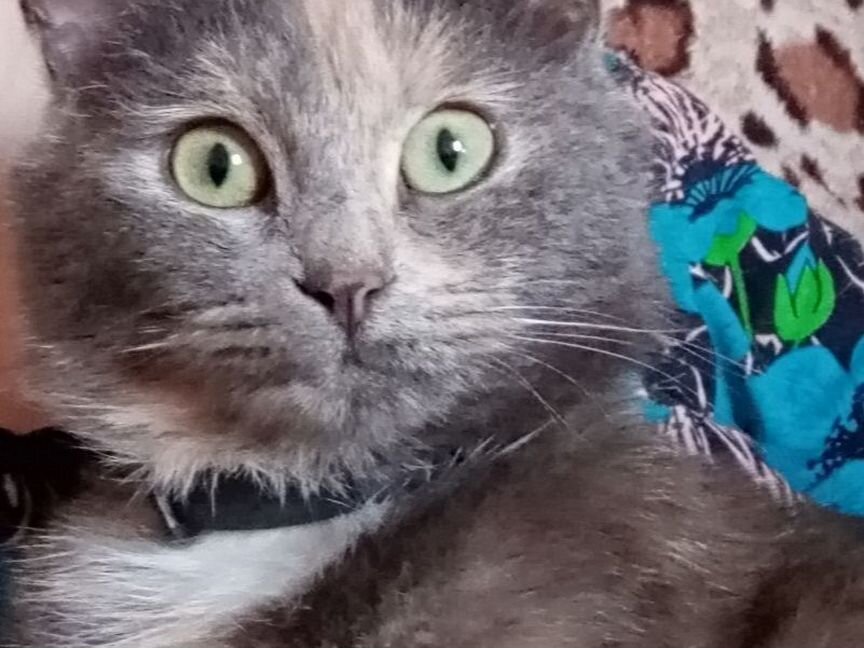 Русская голубая(трёх цветная)