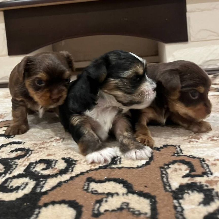 Бивер-йоркширский терьер, щенок