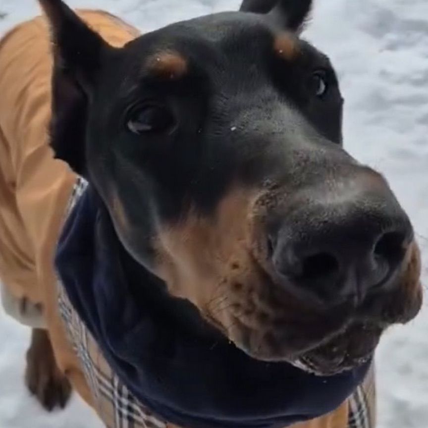 Доберман, взрослая собака