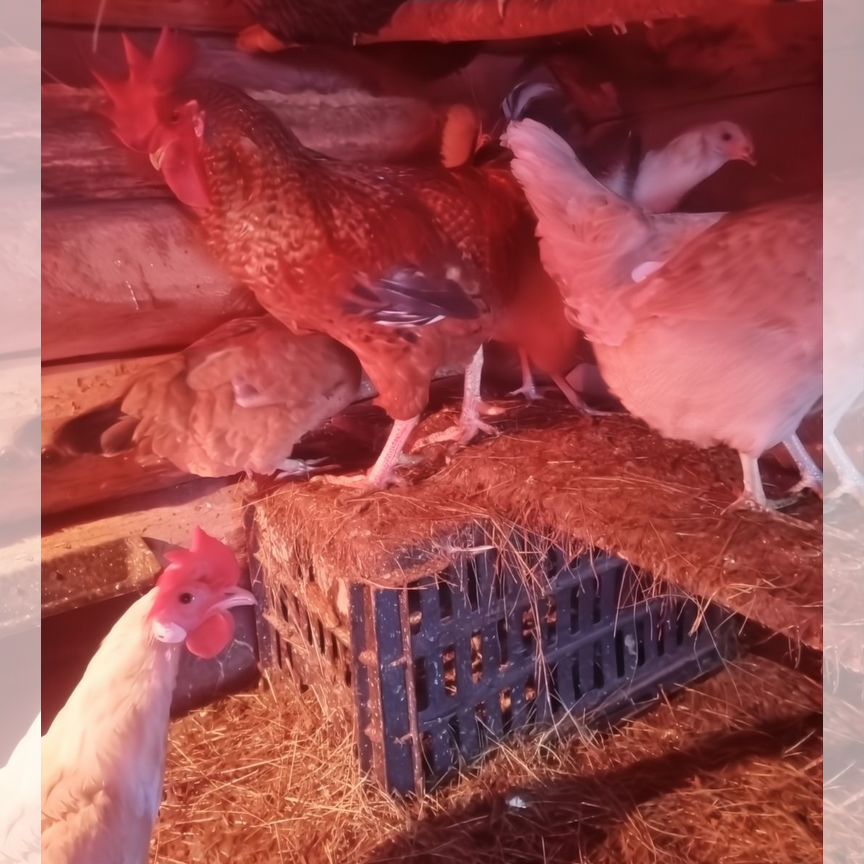 Продам петуха