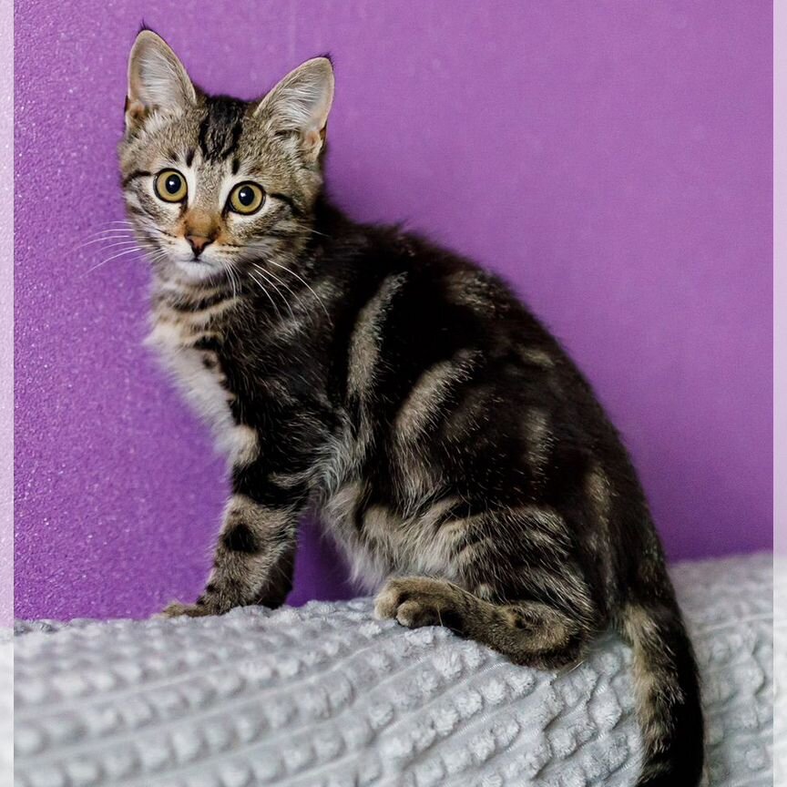 Котёнок Коржик в добрые руки