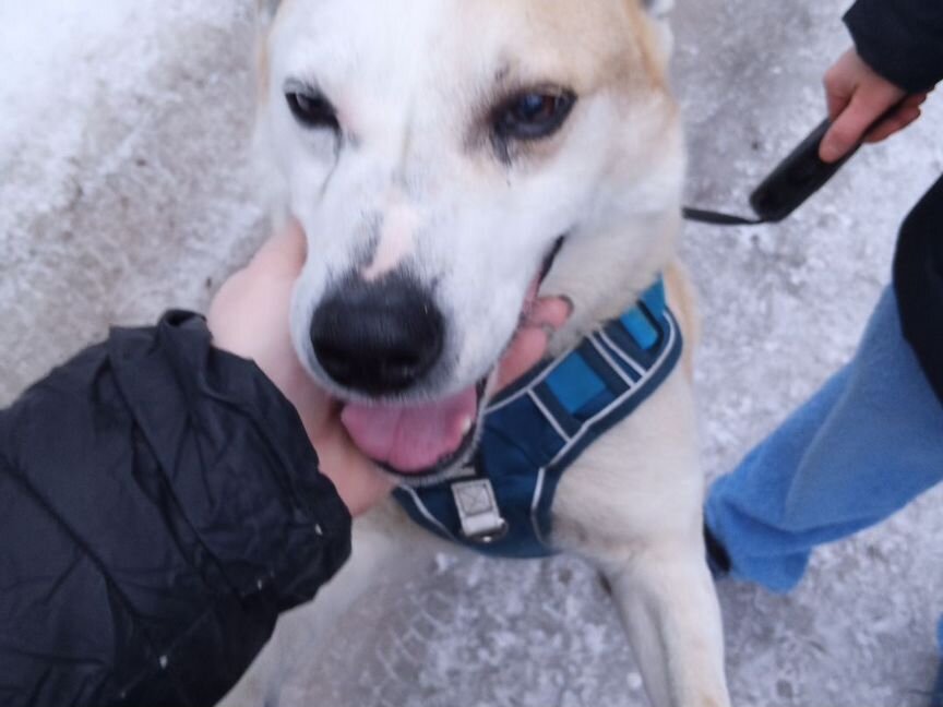 Ищем дом и любящую семью