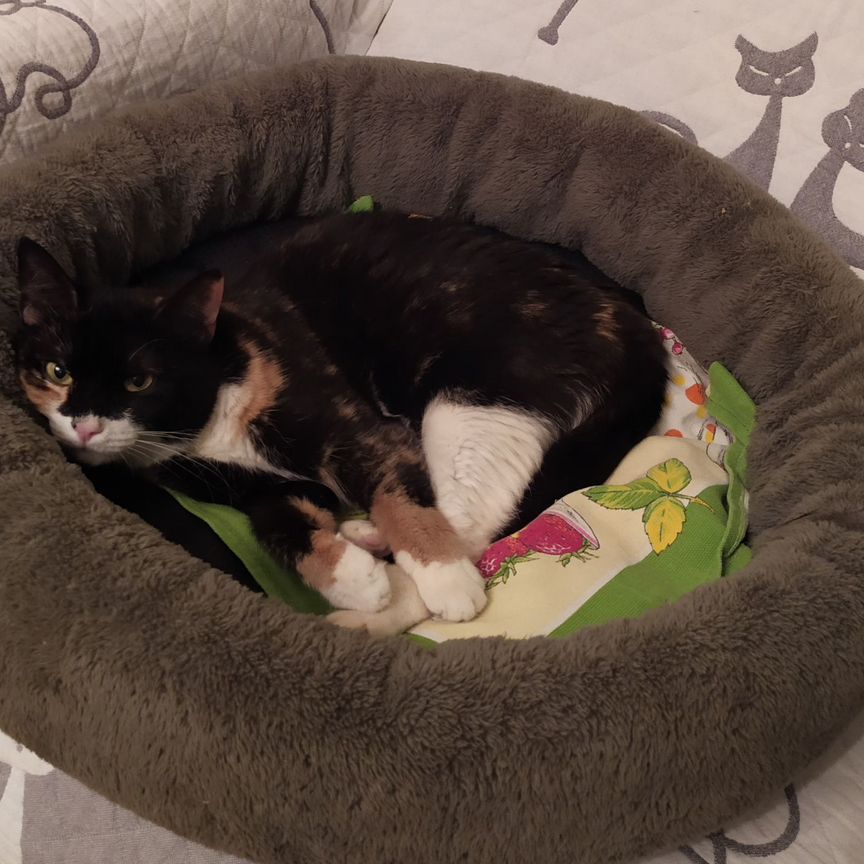 Кошка Хрюня 1 год, стерелизованна