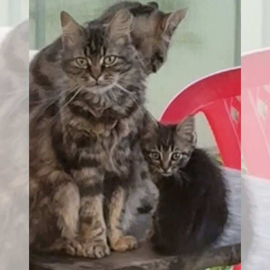 Котенок в добрые руки