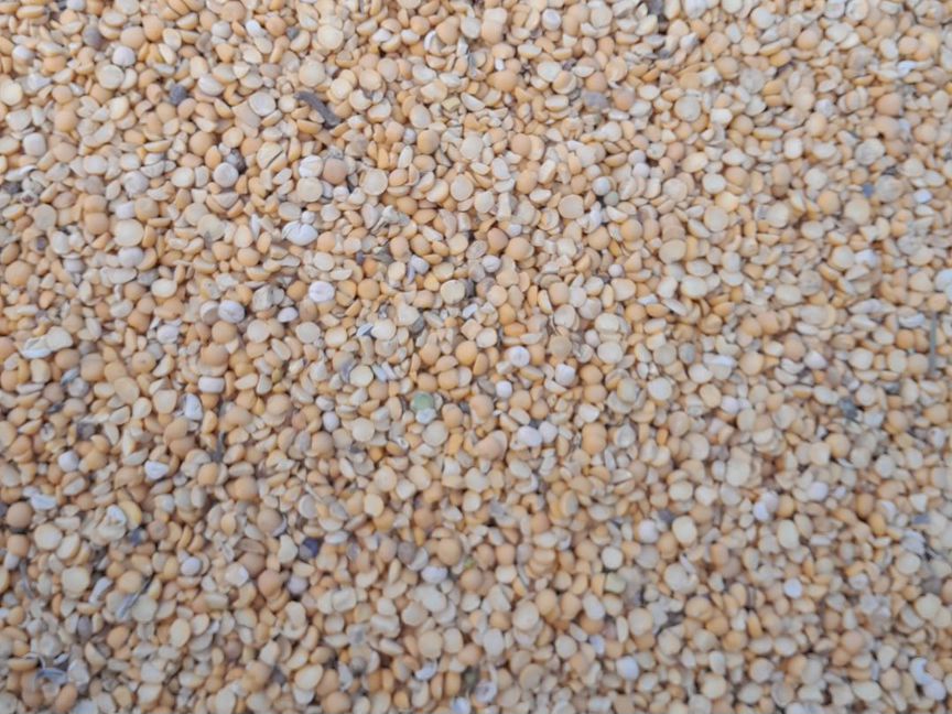 Горох кормовой