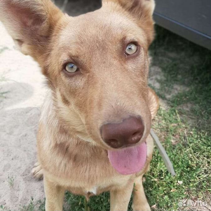 Щенок 3,5 мес. девочка, метис с лайкой