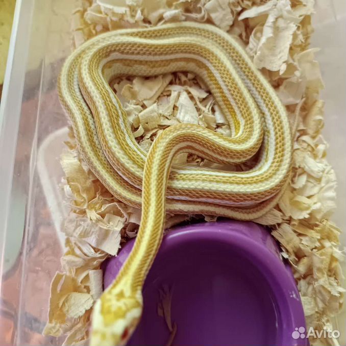 Массовый полоз