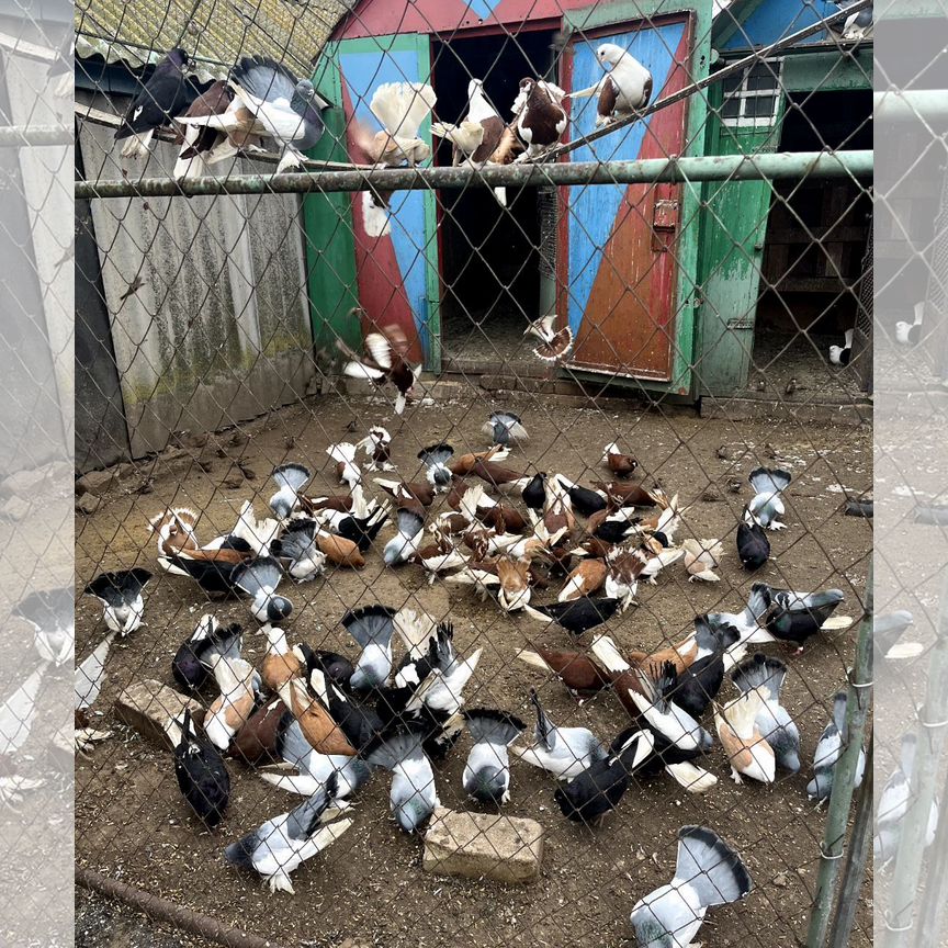 Продажа голубей