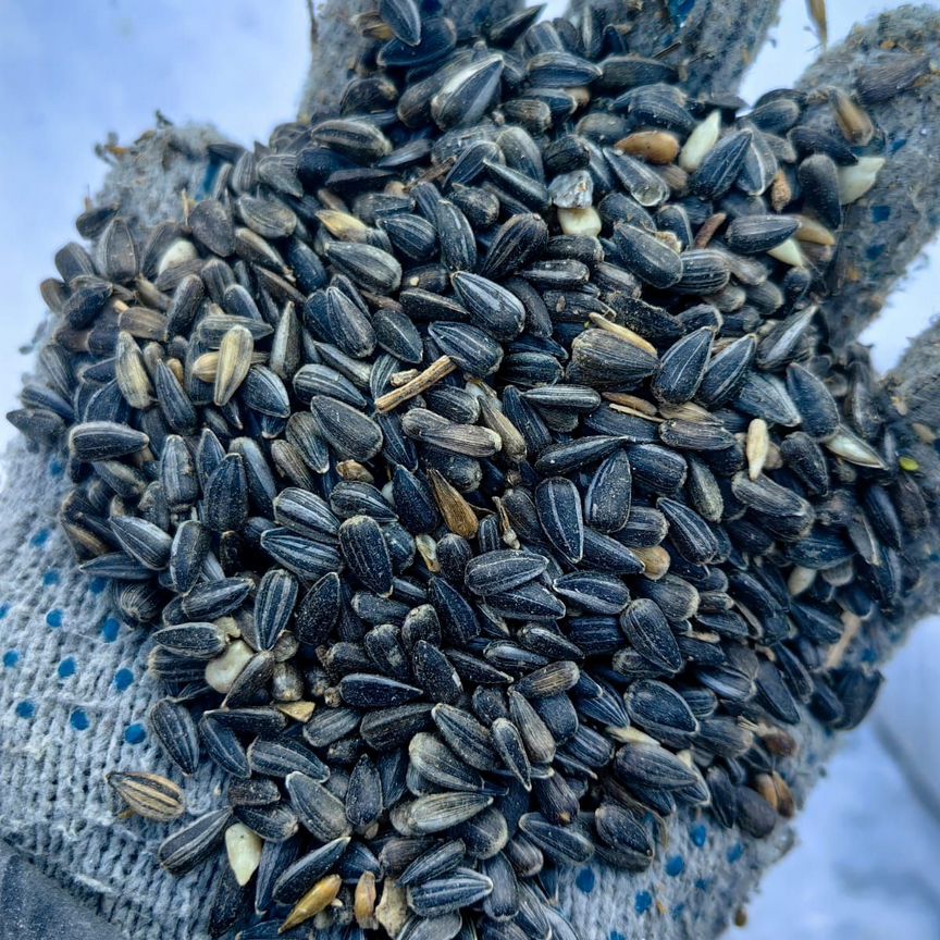 Семечки подсолнечника