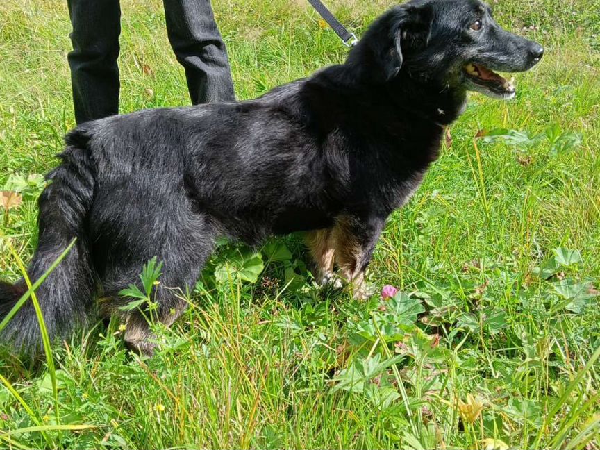 Спасенный добрый Пес