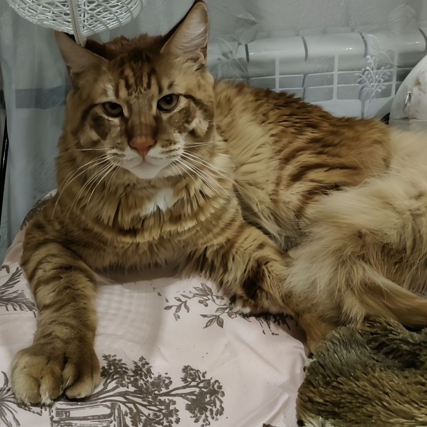 Мейн-кун котёнок