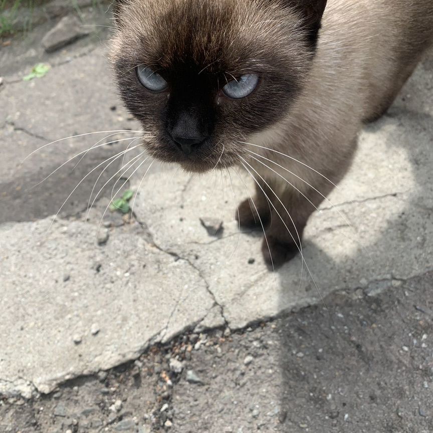 Отдам кошечку в хорошие руки